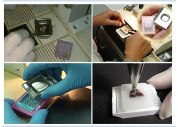 SS Embedding Mold | Top Manufacture In India